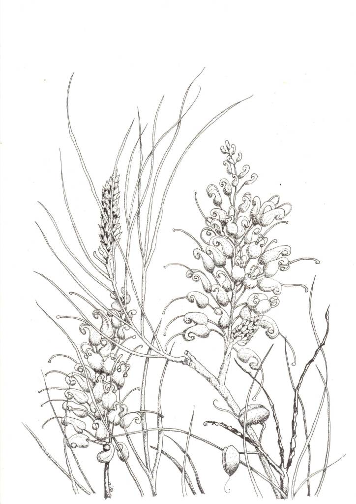 grevillea-drawing | Nita Clare Lester